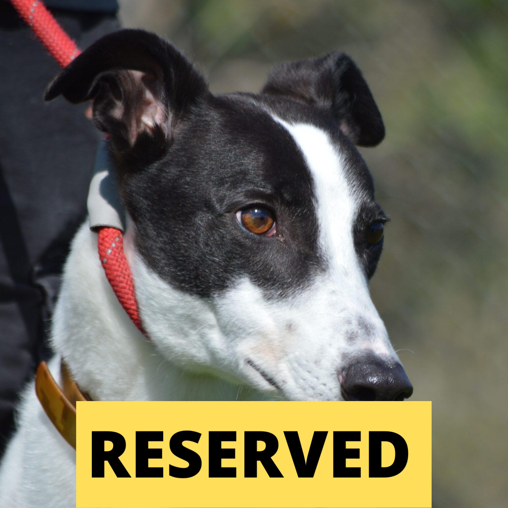 Dogs Looking for Homes - Retired Greyhounds Canterbury